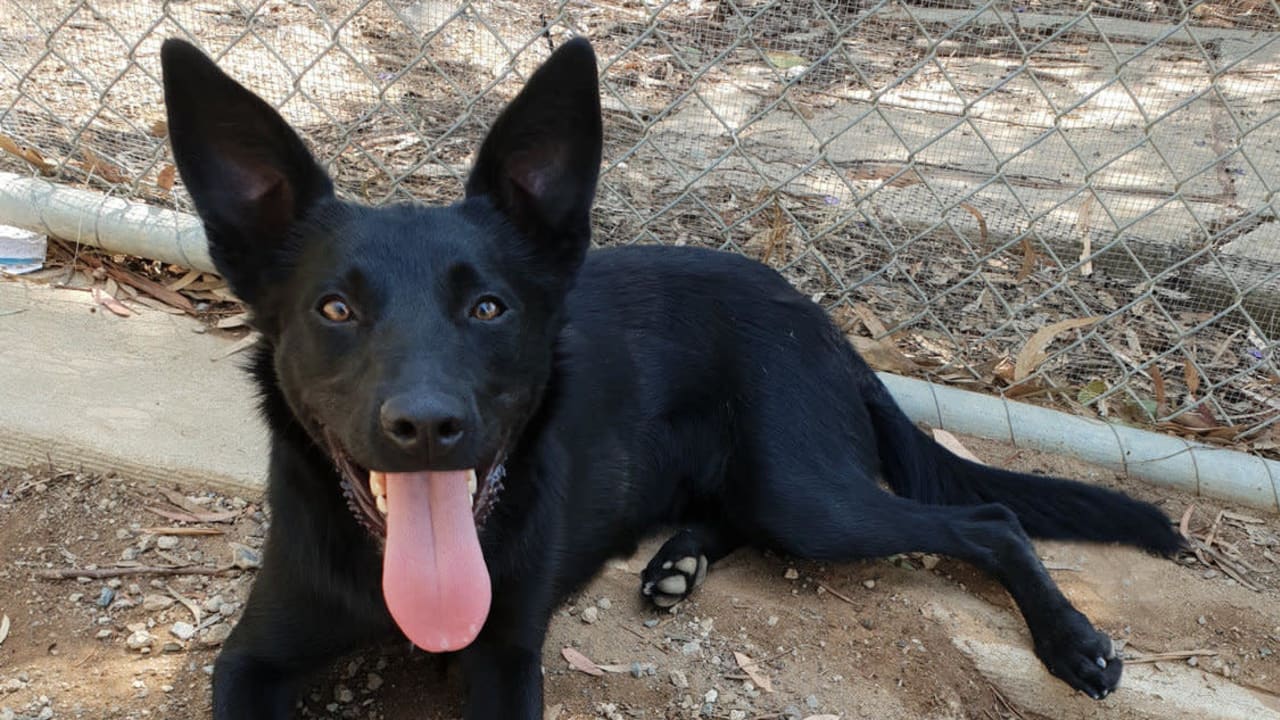 Black Kelpie Puppies