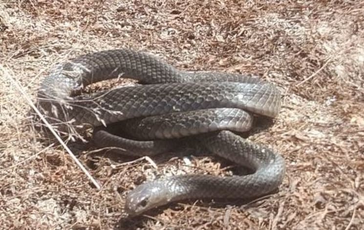 'Fat' snake gets stuck on Horsham patio