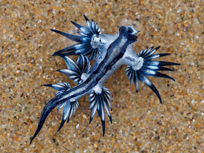 Backyard Zoology: look out for blue dragons!