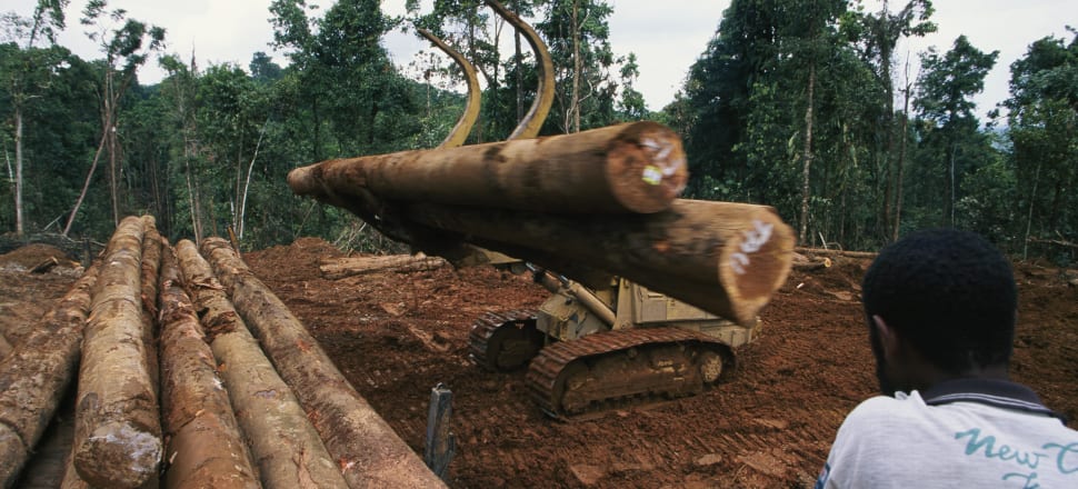 Deforestation for rubber stirs fear in PNG