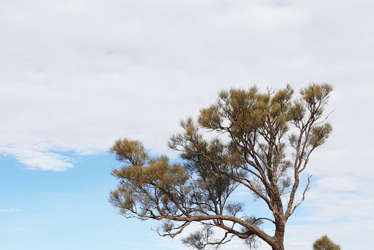 Implementing Project Windharp